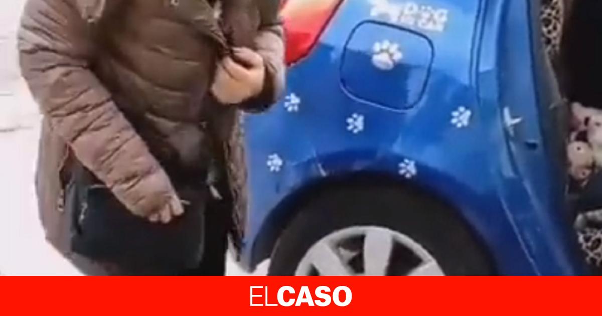 La historia de Dico, un perro perdido durante seis años: dueño muerto y ... La historia de Dico, un perro perdido durante seis años: dueño muerto y ...