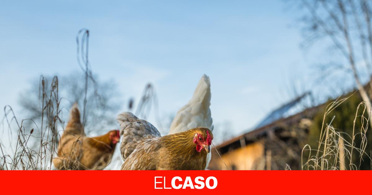 El robo más viral de TikTok: entran en su casa, lo atan y se llevan ...