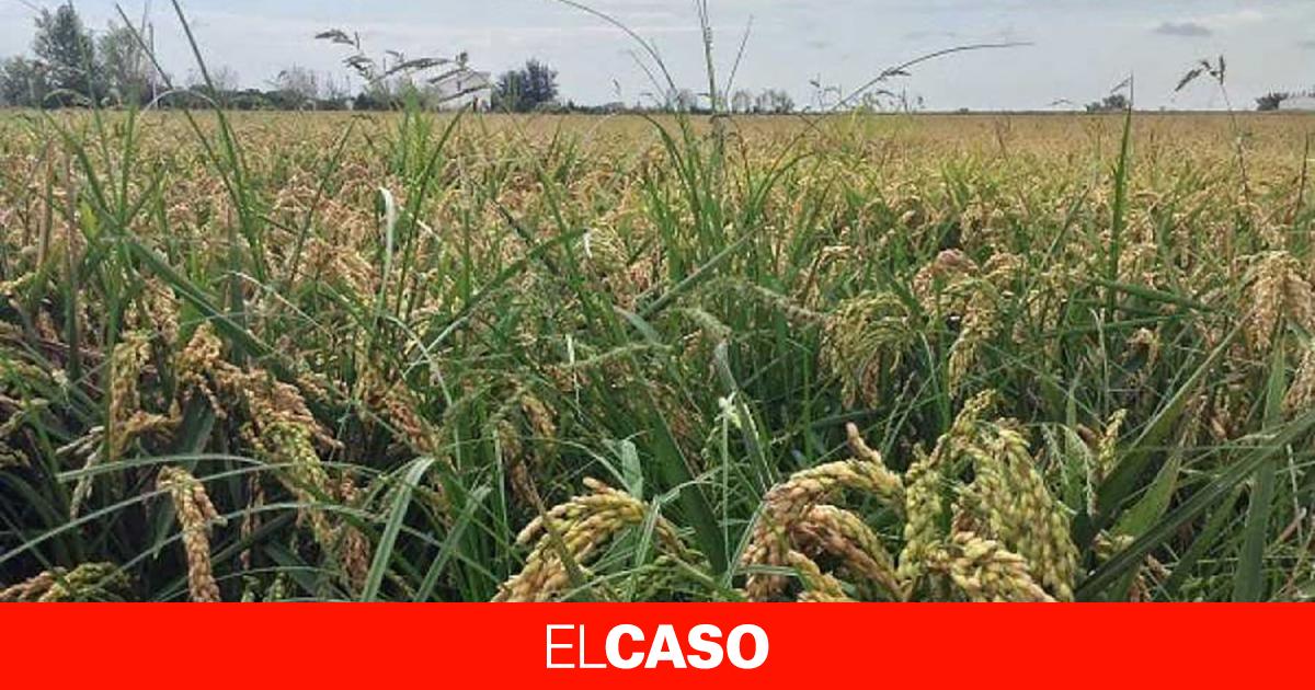 Batida contra trabajadores ilegales en la campaña de desherbar en el ...