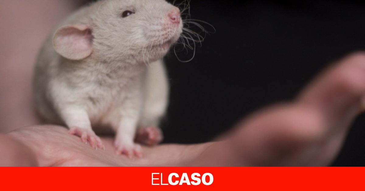 La dulce muerte de las ratas que bailaban con Mozart: los científicos ... La dulce muerte de las ratas que bailaban con Mozart: los científicos ...