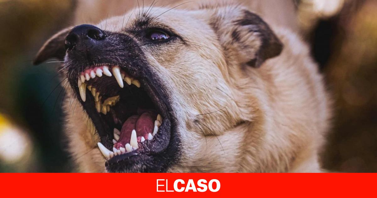 El gos d'uns narcos sembra el pànic atacant els veïns de Talarn: ha ...