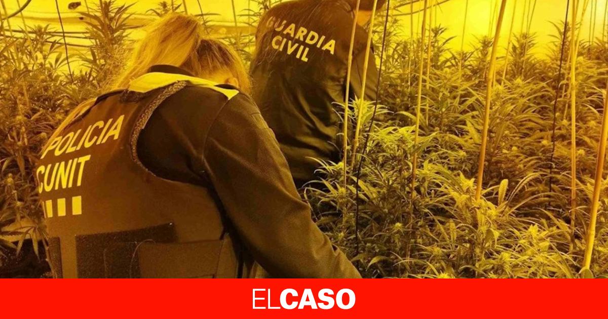 La casa de la droga en Cunit: desmantelan dos plantaciones en la misma vivienda en un año