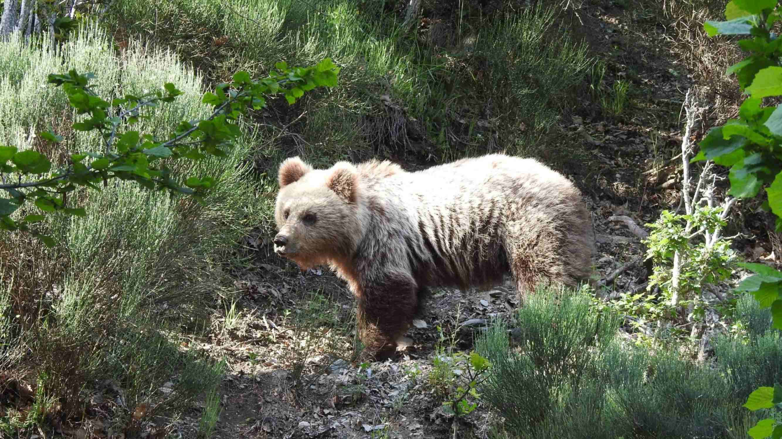 Caos y peligro en la carretera de la Bonaigua, en el Pallars, por un ...