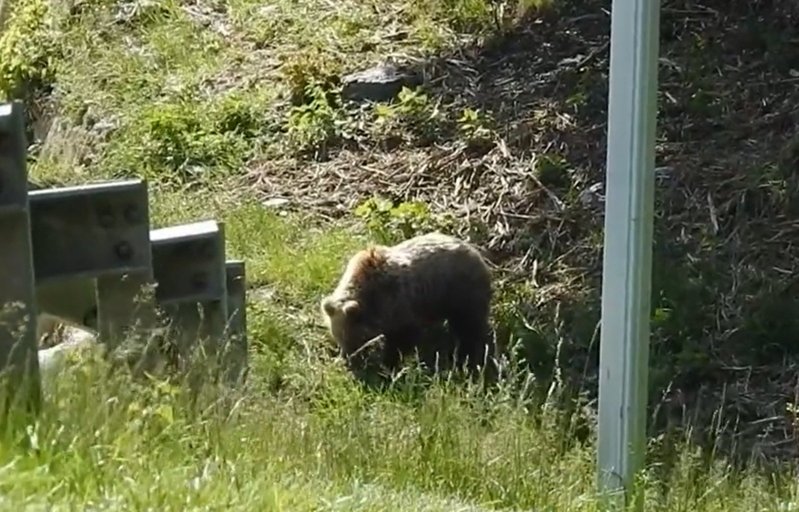 Alto riesgo de accidente en la carretera de la Bonaigua: el oso que ...