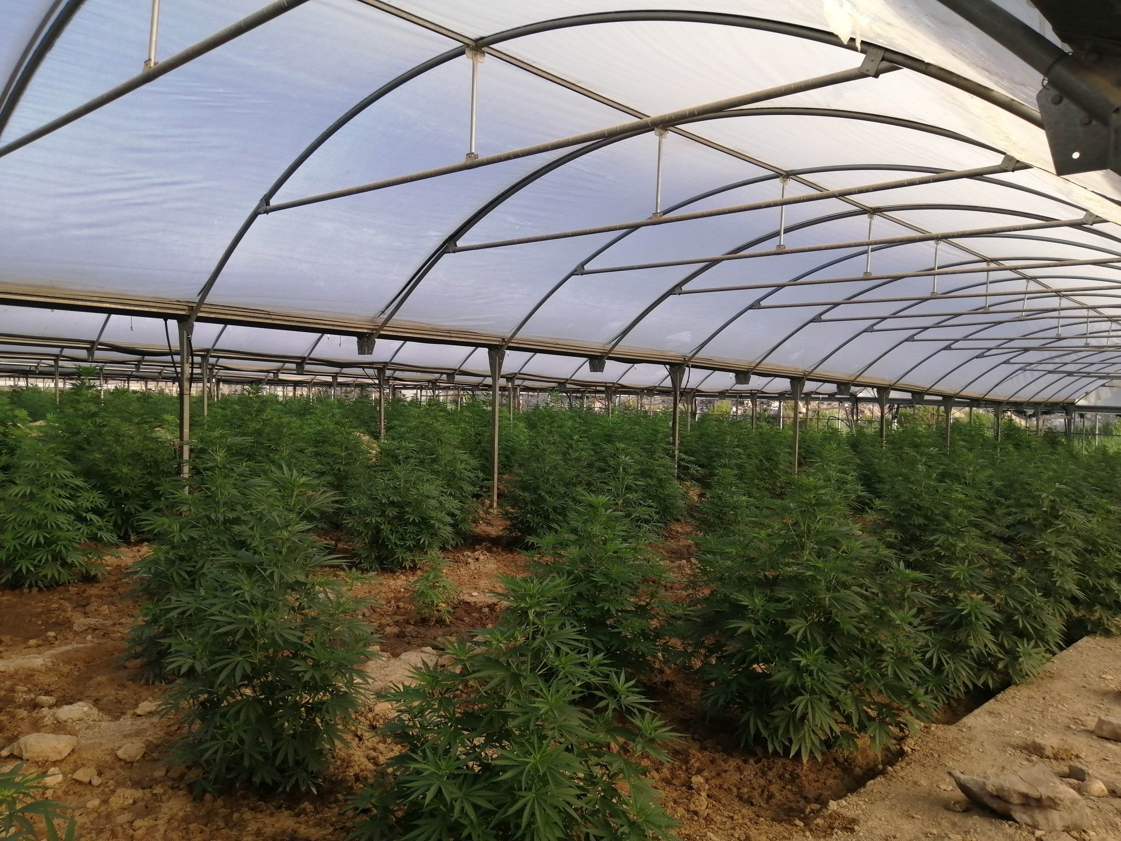 El huerto de la marihuana del Segrià: invernaderos profesionales para cultivar más de 1.800 plantas