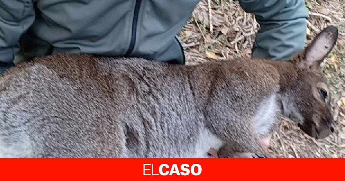 Canguros brincando por Madrid: antes de ser rescatados escaparon varias ...