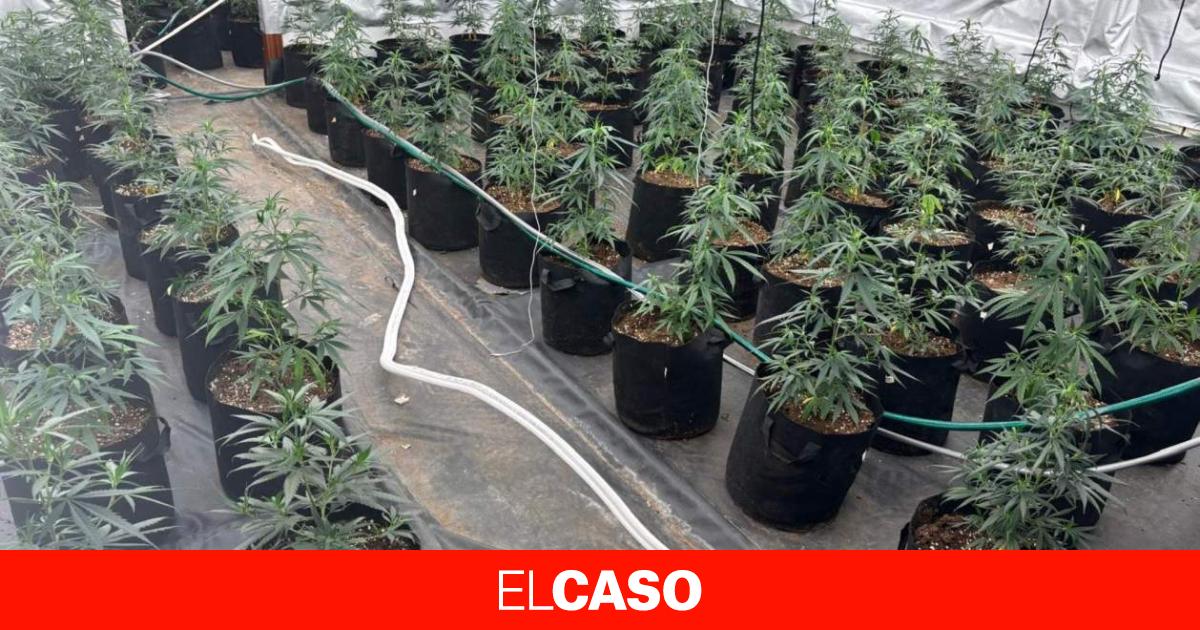 Los Mossos vuelven a tropezar con una plantación de marihuana en Reus: 1.000 plantas y 70.000 ...