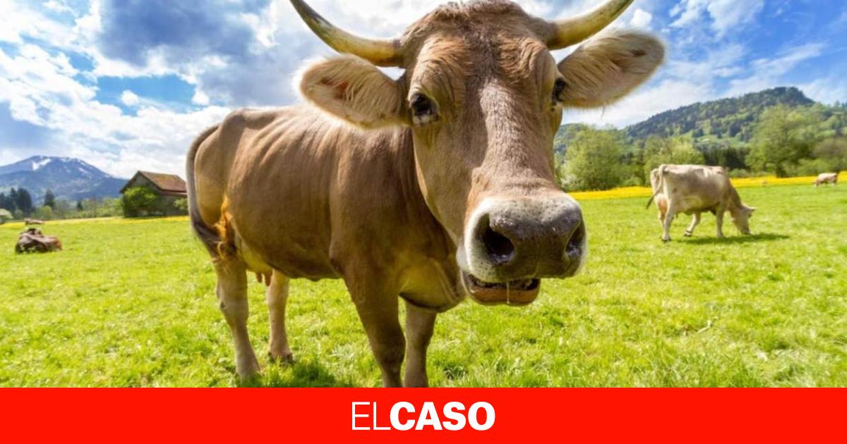 La estafa de las "vacas virtuales" que sacude Uruguay y deja millones en perdidas y víctimas