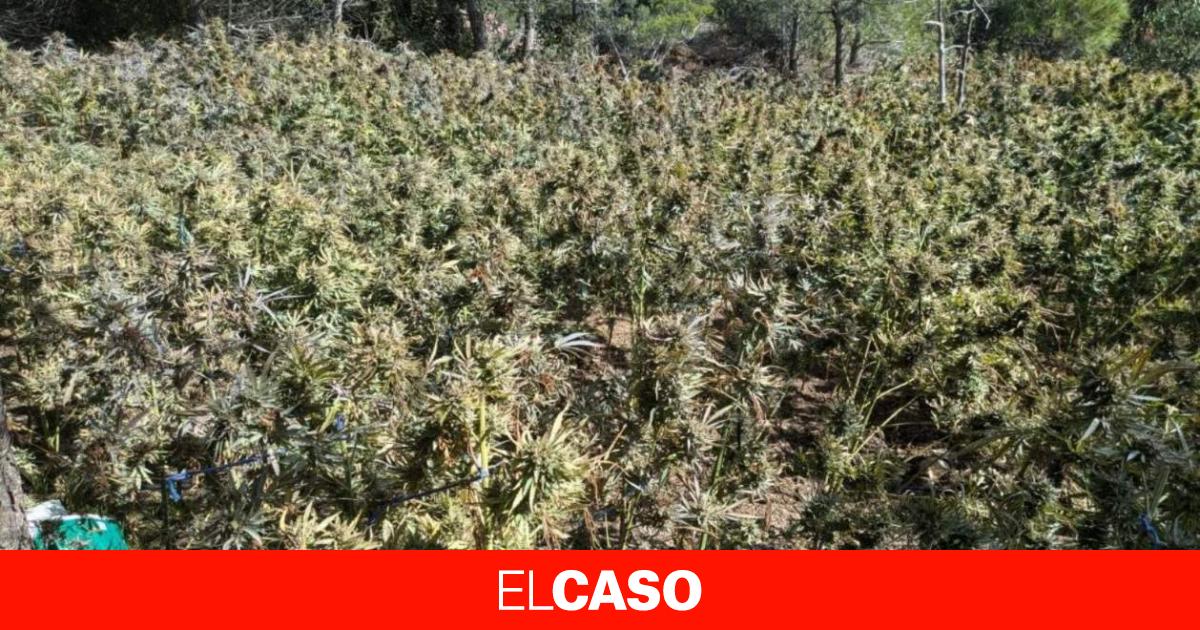 Malviviendo en un bosque entre 5.000 plantas de marihuana: el campamento de los jardineros de ...