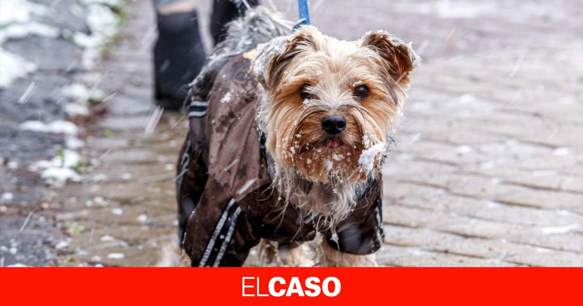 Una mujer detenida por lanzar a sus dos perros por la ventana de un ...