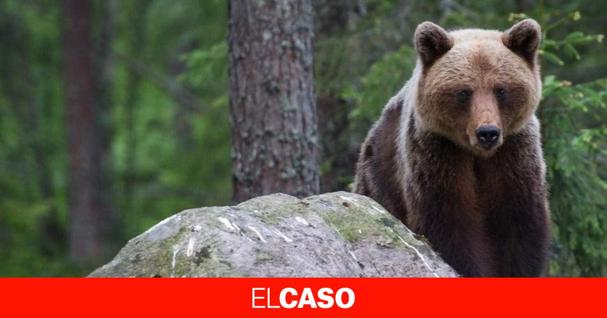 Una osa con sus cachorros deja entre la vida y la muerte a una mujer ...