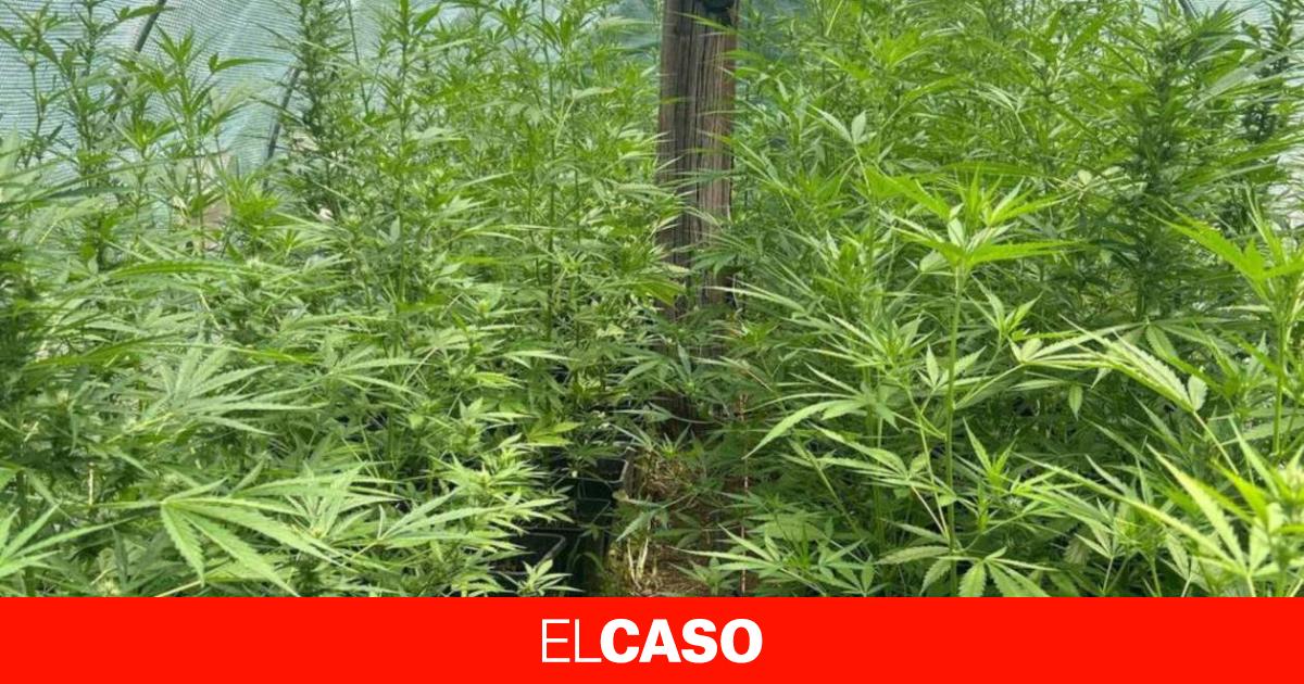 Salen corriendo al ver los Mossos pero pillan a uno: huían de una plantación de 500 plantas de ...