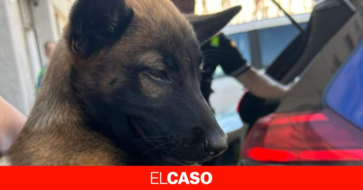 Abandonen el gos al balcó sense menjar ni aigua a Tarragona en plena ...