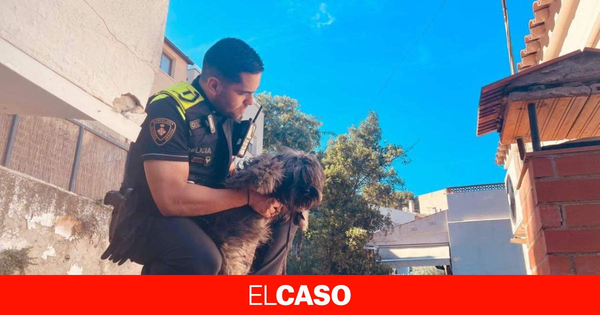 Rescatan un perro famélico que vivía entre suciedad y basura en una ...