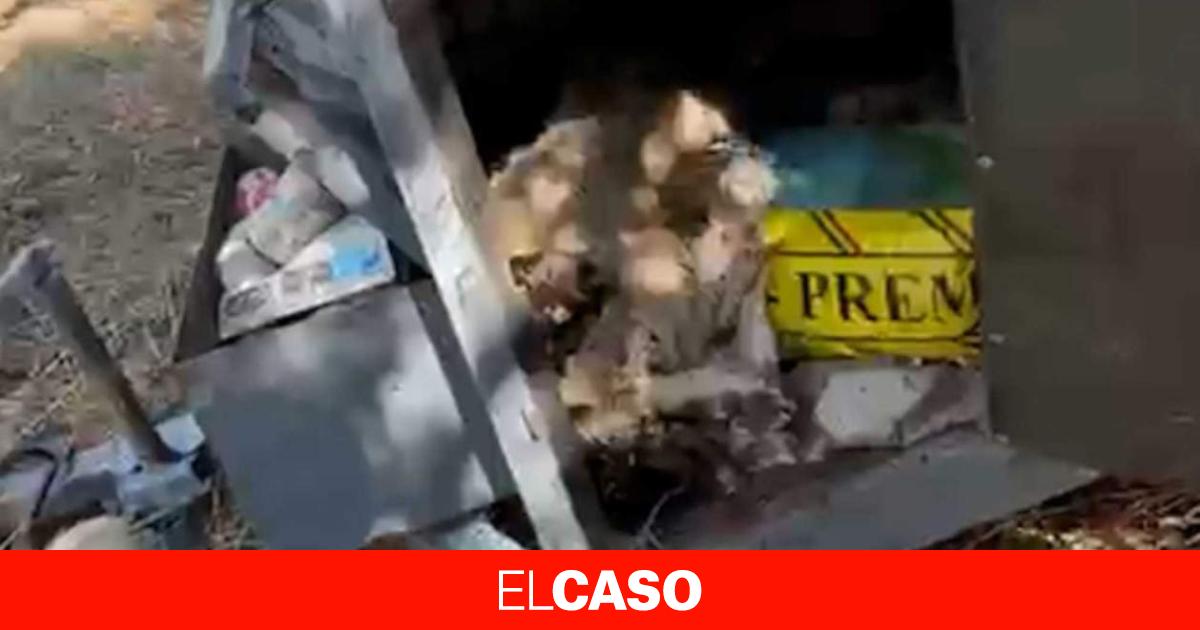 Horror en la Sénia: mata a tres perros dejándolos encerrados durante días en un remolque sin ...