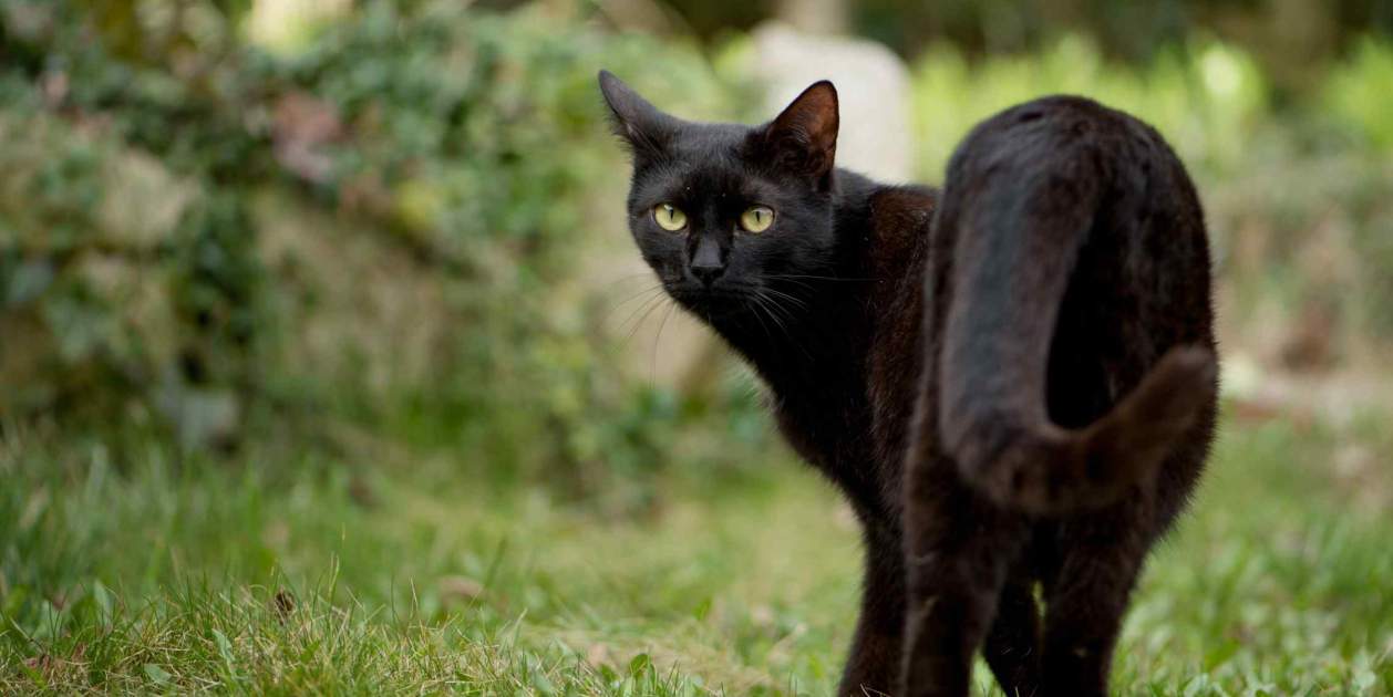Buscan un asesino de gatos en Lloret de Mar: ha matado a uno y ha ...